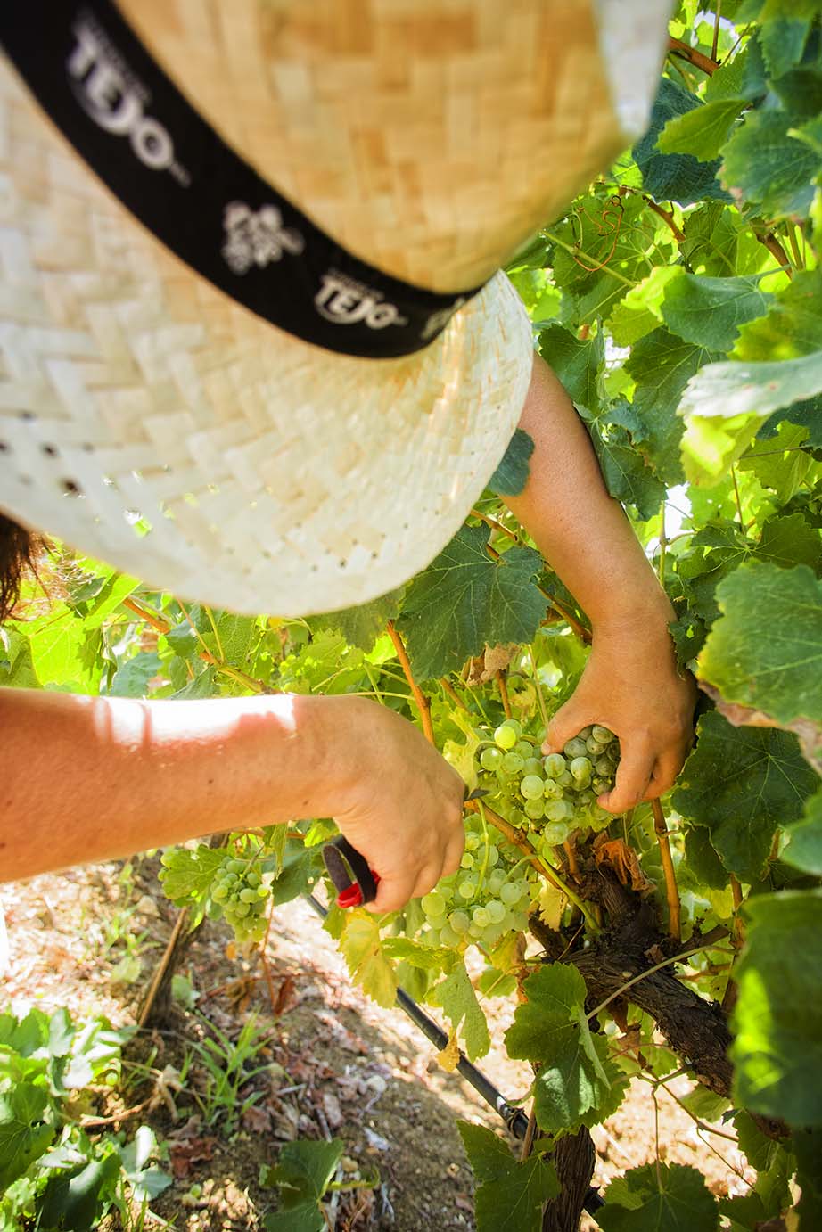 Vinhos Do Tejo Para Celebrar O Natal E Ano Novo Popfino